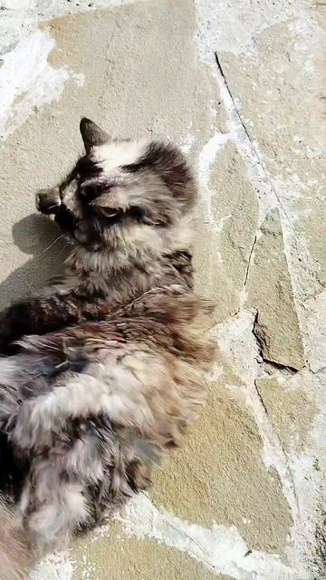 Мои усатые друзья..Фифа..Про тех кто живёт рядом..