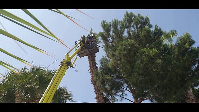 НАВОДЯТ КРАСОТУ НА КИПРЕ. ОБРЕЗКА ПАЛЬМ. 2025