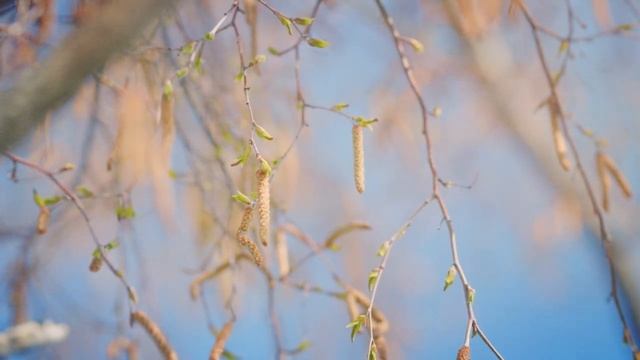 Там где берёзы шумят. Гитара Релакс! Можно слушать бесконечно @Anna Zueva