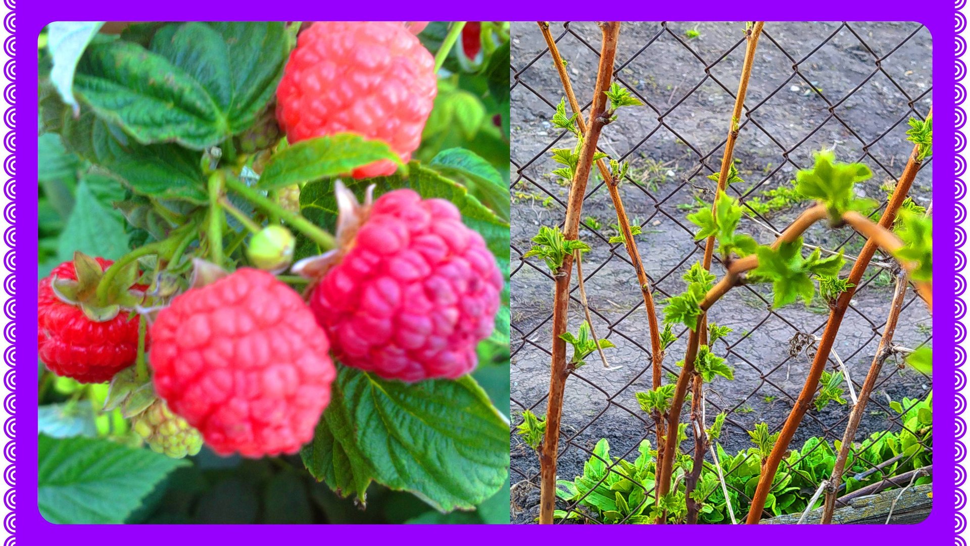 Обрезка малины для высокого урожая!