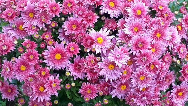 хризантема бордово-сиреневая корейская