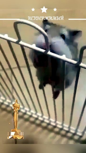 А мы к вам снова с забавными пушистиками!