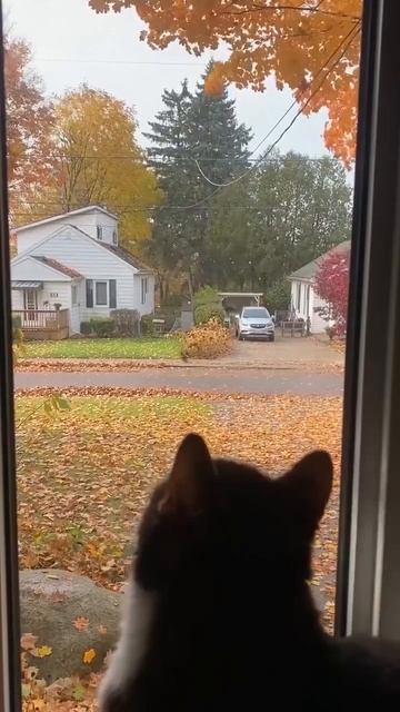 Осень в окне