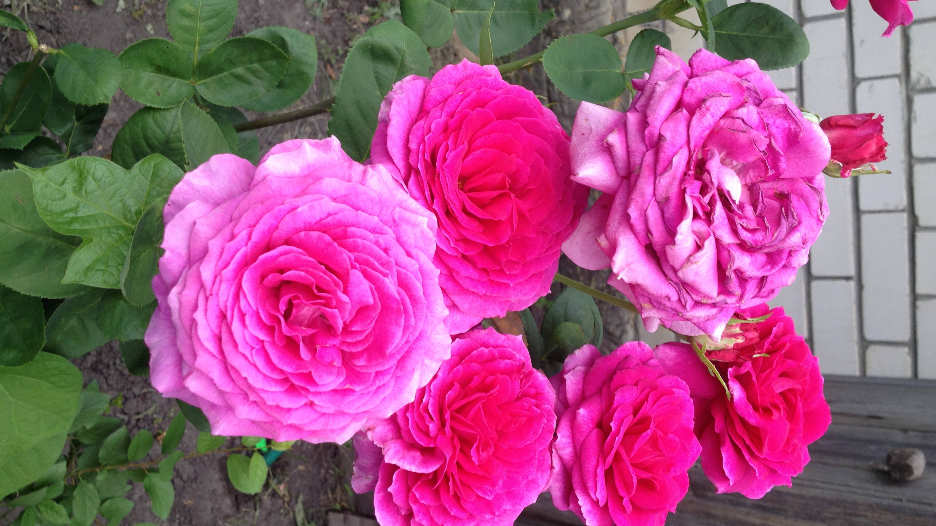 Розы укрываем и обрезаем на зиму! Самый правильный испытанный способ!