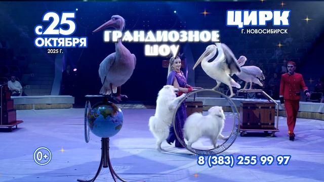 #Цирк Филатовых в Новосибирском Цирке