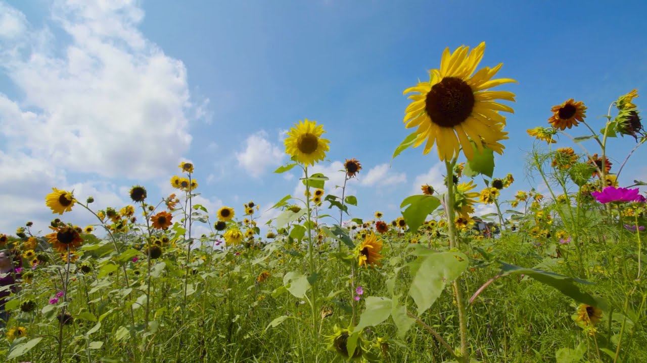 Фоновое видео. Трейлер канала "Summer Time"