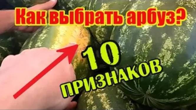 Как выбрать сладкий арбуз. Все способы