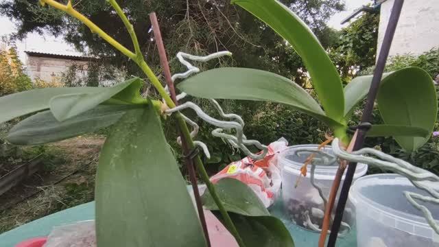 Отделение и посадка ДЕТКИ ОРХИДЕИ. Размножение ОРХИДЕИ #детка #орхидея #посадка #керамзит #чипсы