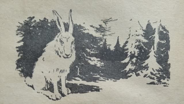 Зайцы. Н.А. Зворыкин (способы охоты, повадки зайцев)