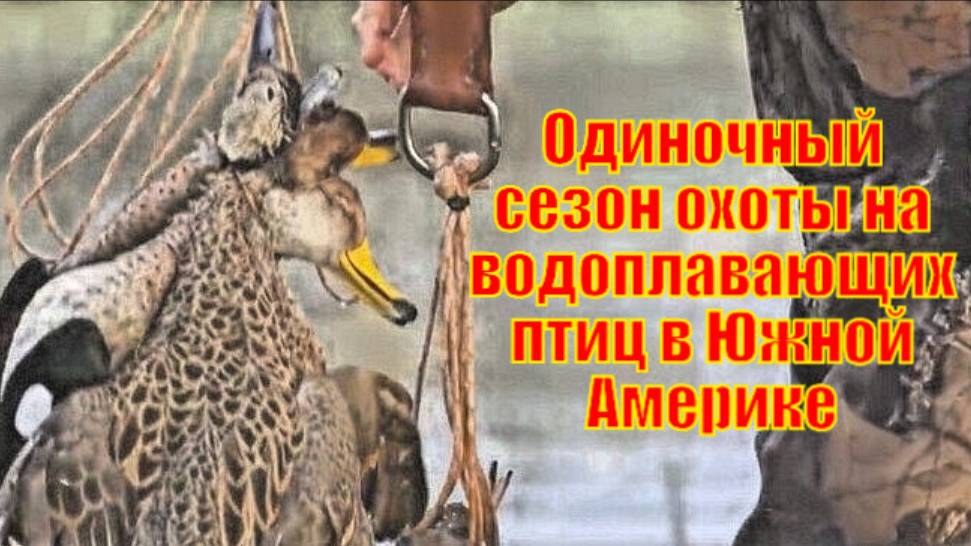 Одиночный сезон охоты на водоплавающих птиц в Южной Америке