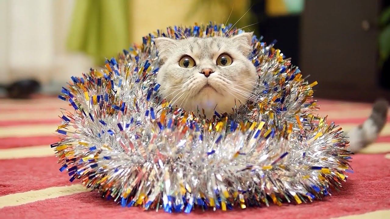 Фоновое видео. Трейлер канала "Funny Cats"