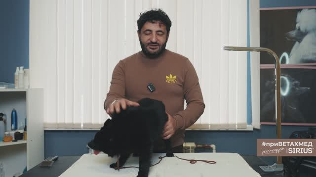 Знакомимся с шипперке // #приВЕТАХМЕД