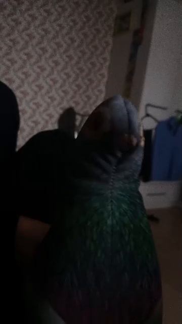 стримчик