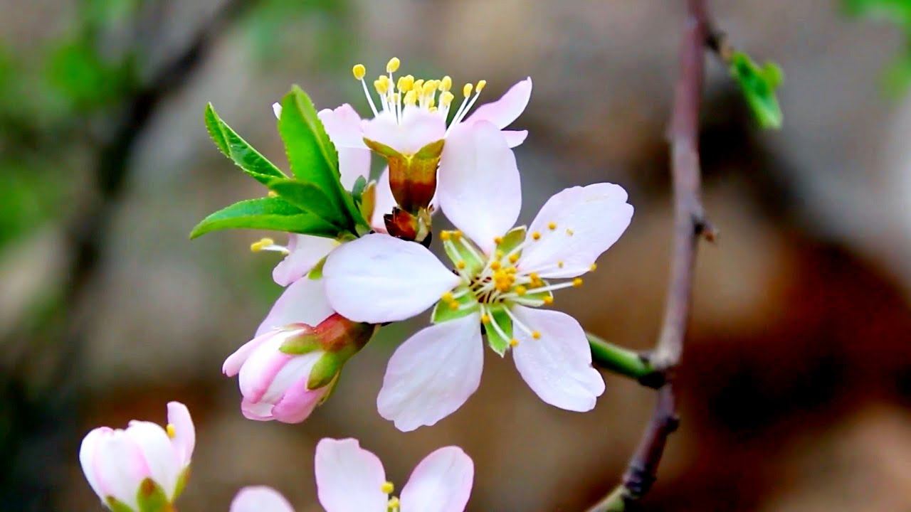 Фоновое видео. Трейлер канала "Spring Vibe"
