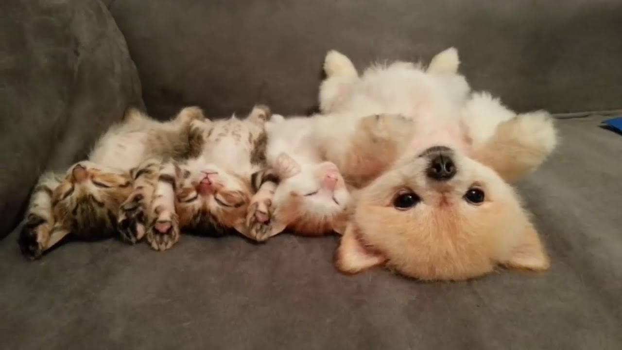 ПРИКОЛЫ С ЖИВОТНЫМИ ДО СЛЕЗ #222 Смешные КОТЫ И СОБАКИ  Приколы