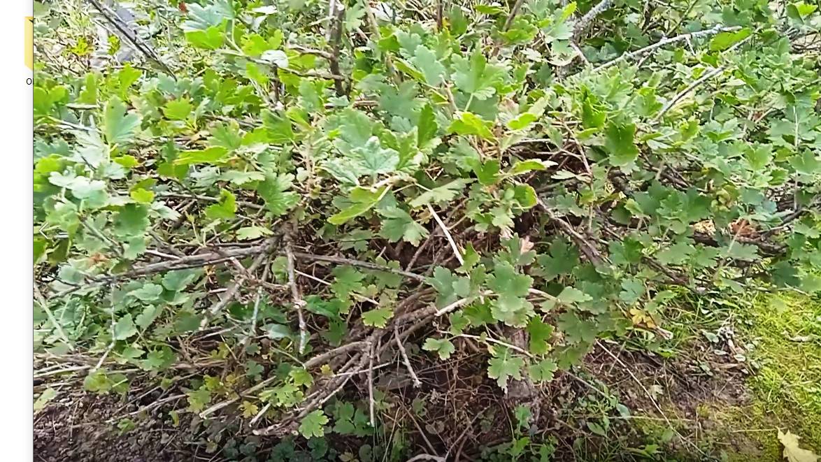 Как правильно обрезать крыжовник осенью и подготовить к зиме