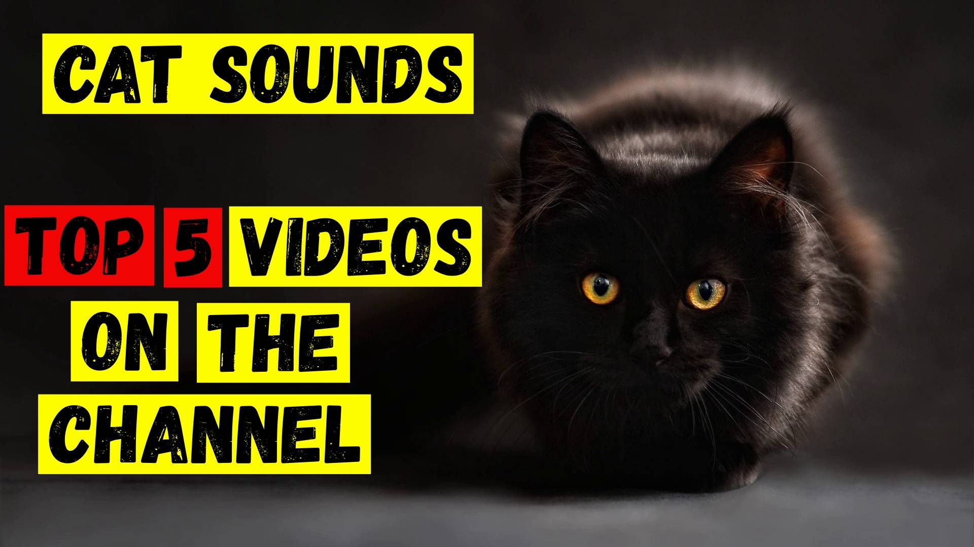 ТОП 5 звуков кошек