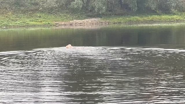 Продолжаем подготовку к Всероссийским соревнованиям по зимнему плаванию в ноябре 2025