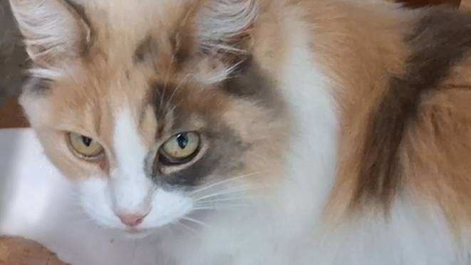 Нарезанные ветки в удобрение, между городом и деревней, жизнь на даче.