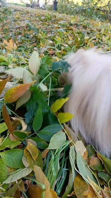 Мᴀᴋᴄ — нᴇуᴛᴏʍиʍый иᴄᴄᴧᴇдᴏʙᴀᴛᴇᴧь.