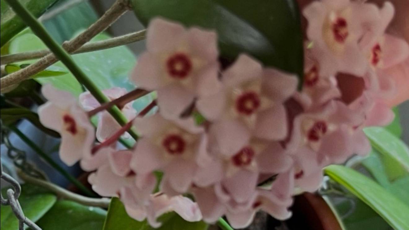 Хойя сама себя вырастила