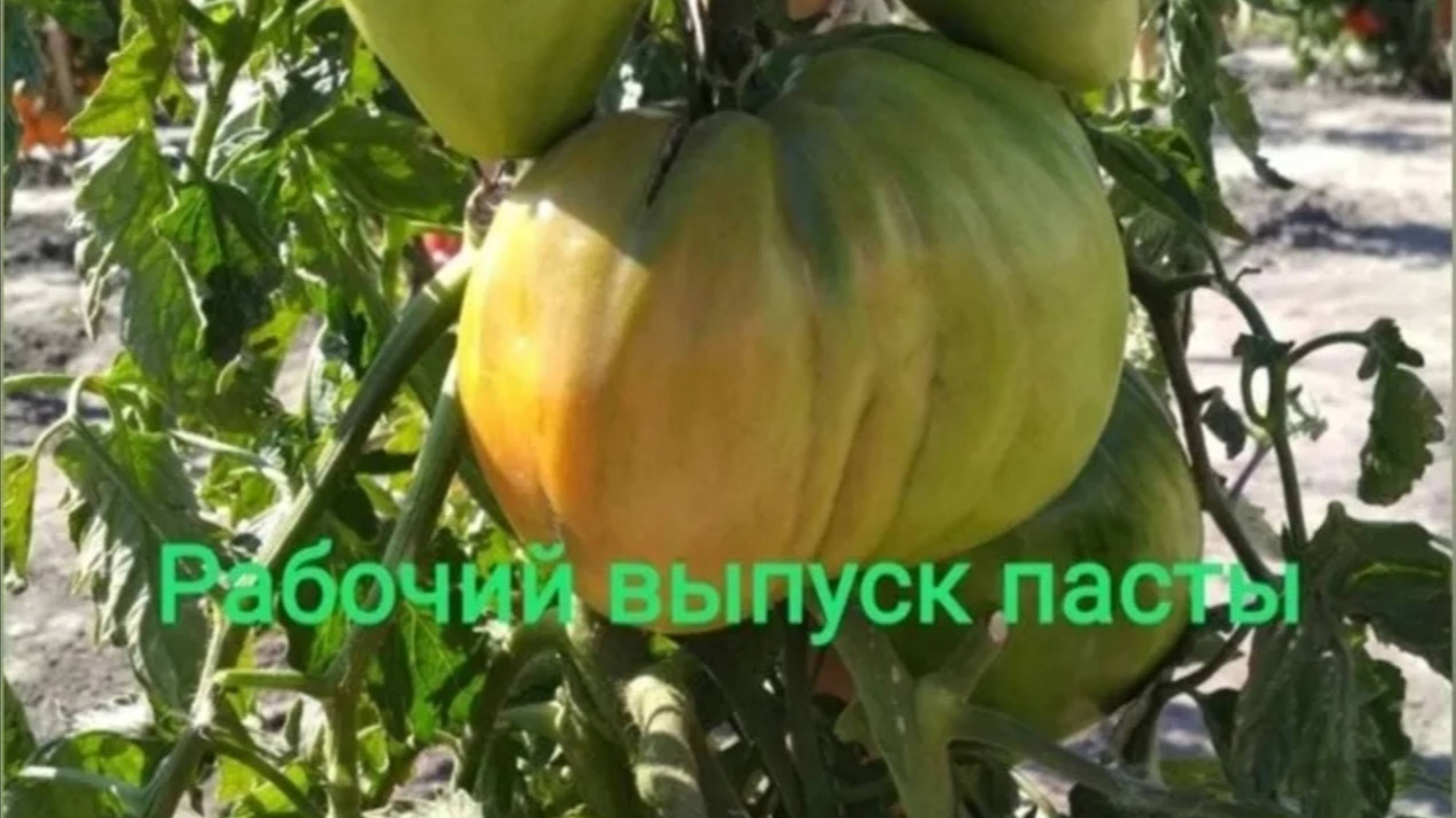 Вкус настоящего лета