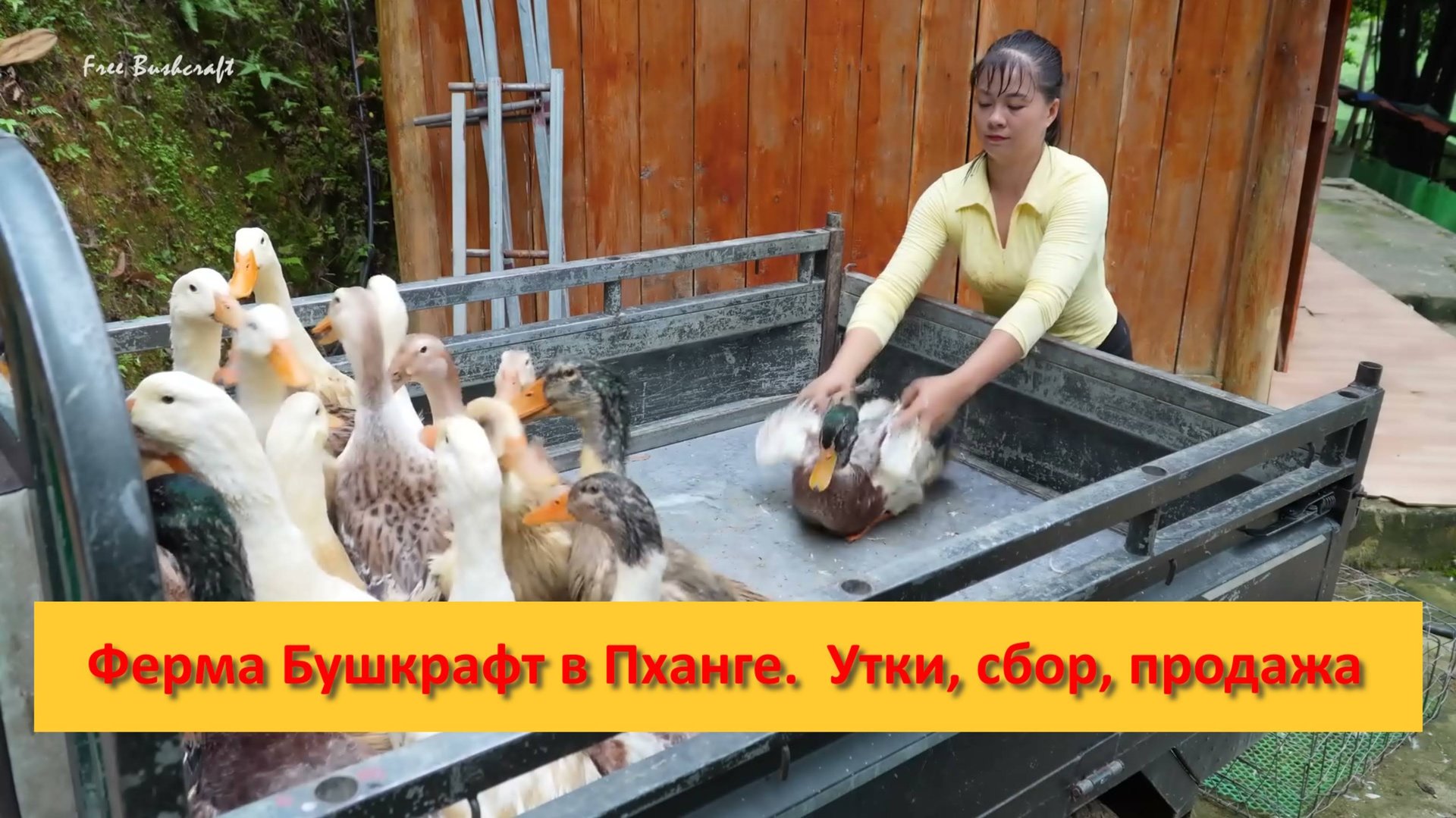 Ферма Бушкрафт в Пханге. Вьетнам.  Утки, сбор, продажа