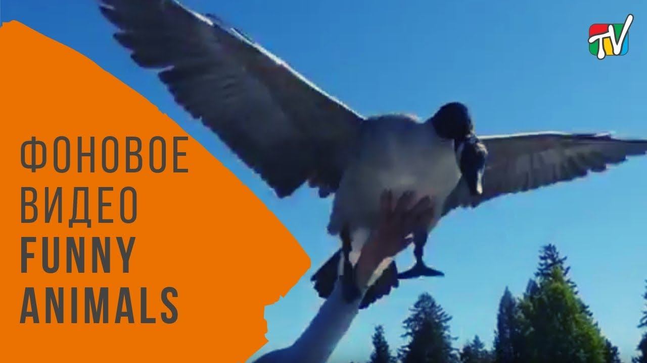 Фоновое видео. Трейлер канала "Funny Animals"