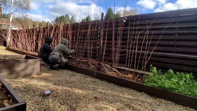 Осенний уход: пригибаем малину на зиму