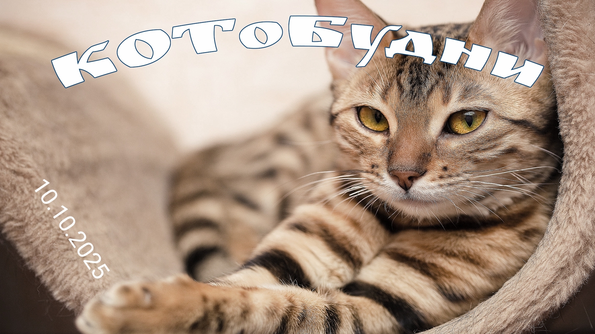 КОТоБудни начала октября - первые, после месяца путешествий, 10.10.2025г.