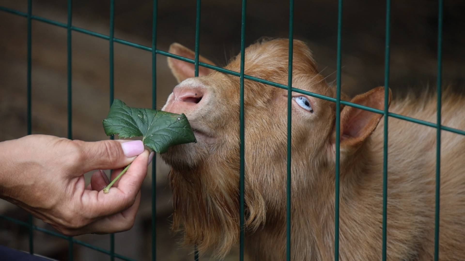 Экзотика с рогами: мини-козы - в программе "Дело ведет Мур-р-р"