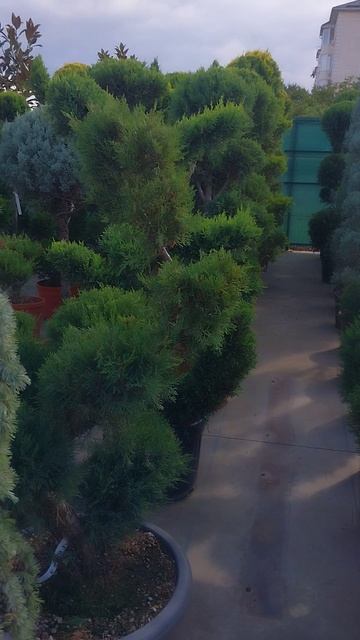 Хвойные кустики :)