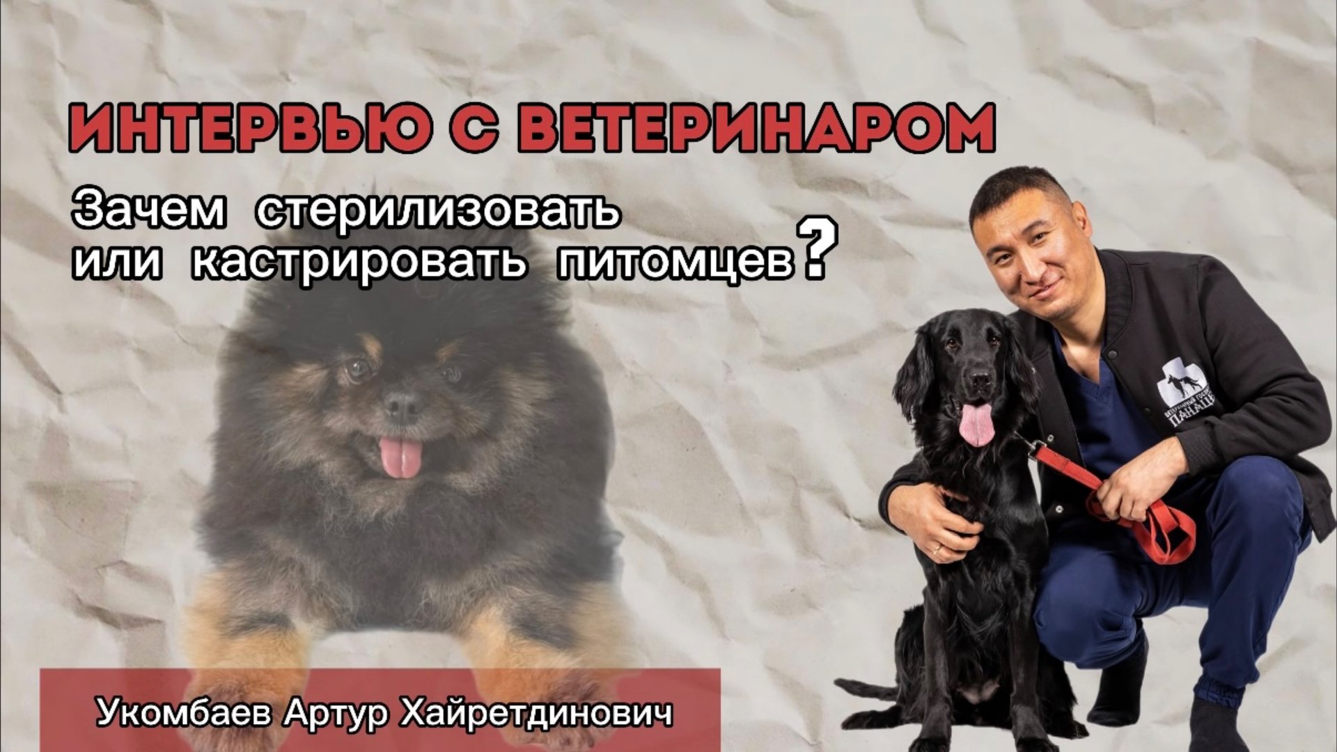 Всё о кастрации и стерилизации питомцев | что должен знать каждый владелец