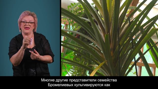 Вторая оранжерея Царицына. Экскурсия на русском жестовом языке. Часть 4