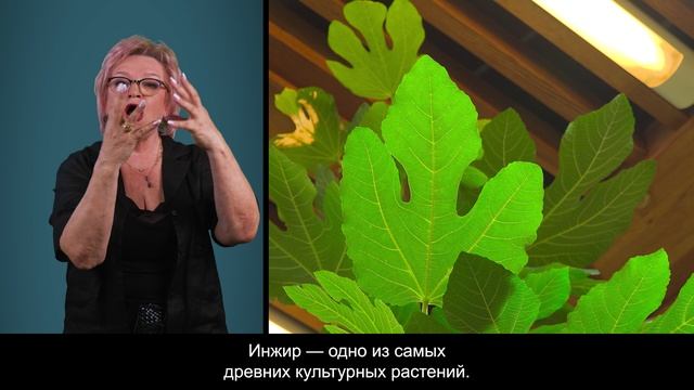 Вторая оранжерея Царицына. Экскурсия на русском жестовом языке. Часть 2