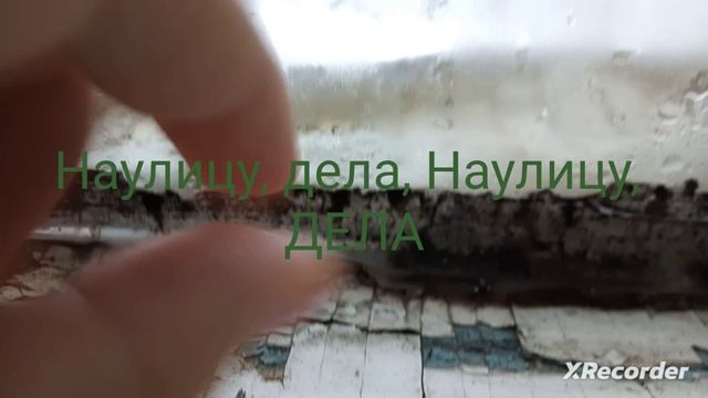 глупые котята #11