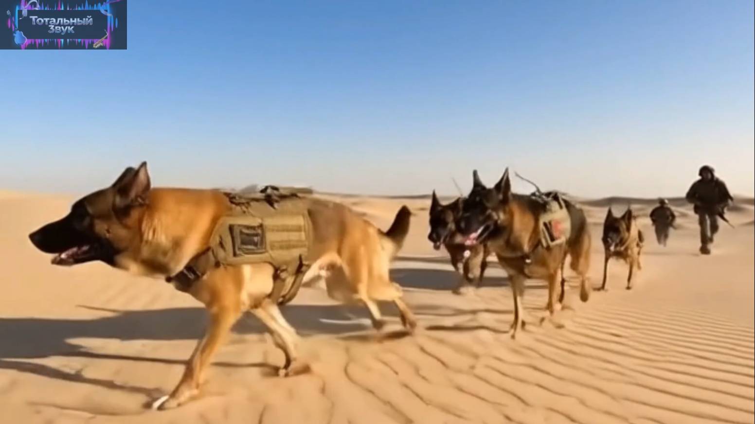 Собаки на службе в пустыне. Тотальный звук.