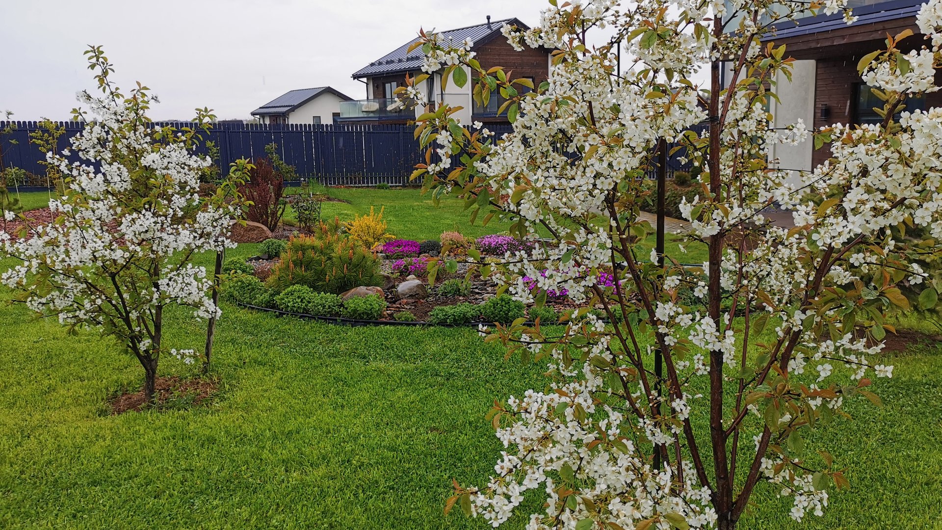 Пионы и розы на 22.05.2025. Восток Ленобласти