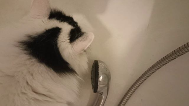 Тихая жизнь двух забавных кошек