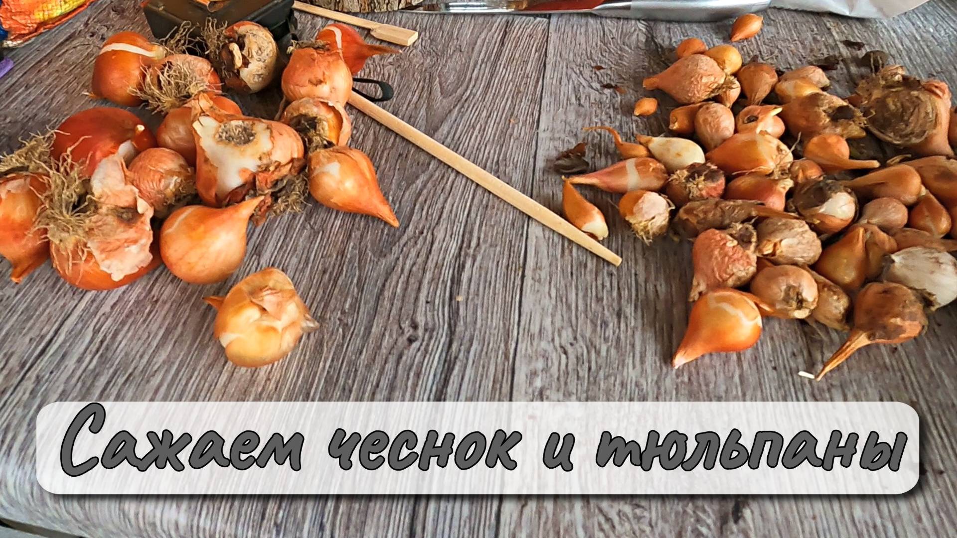 Сажаем чеснок и тюльпаны