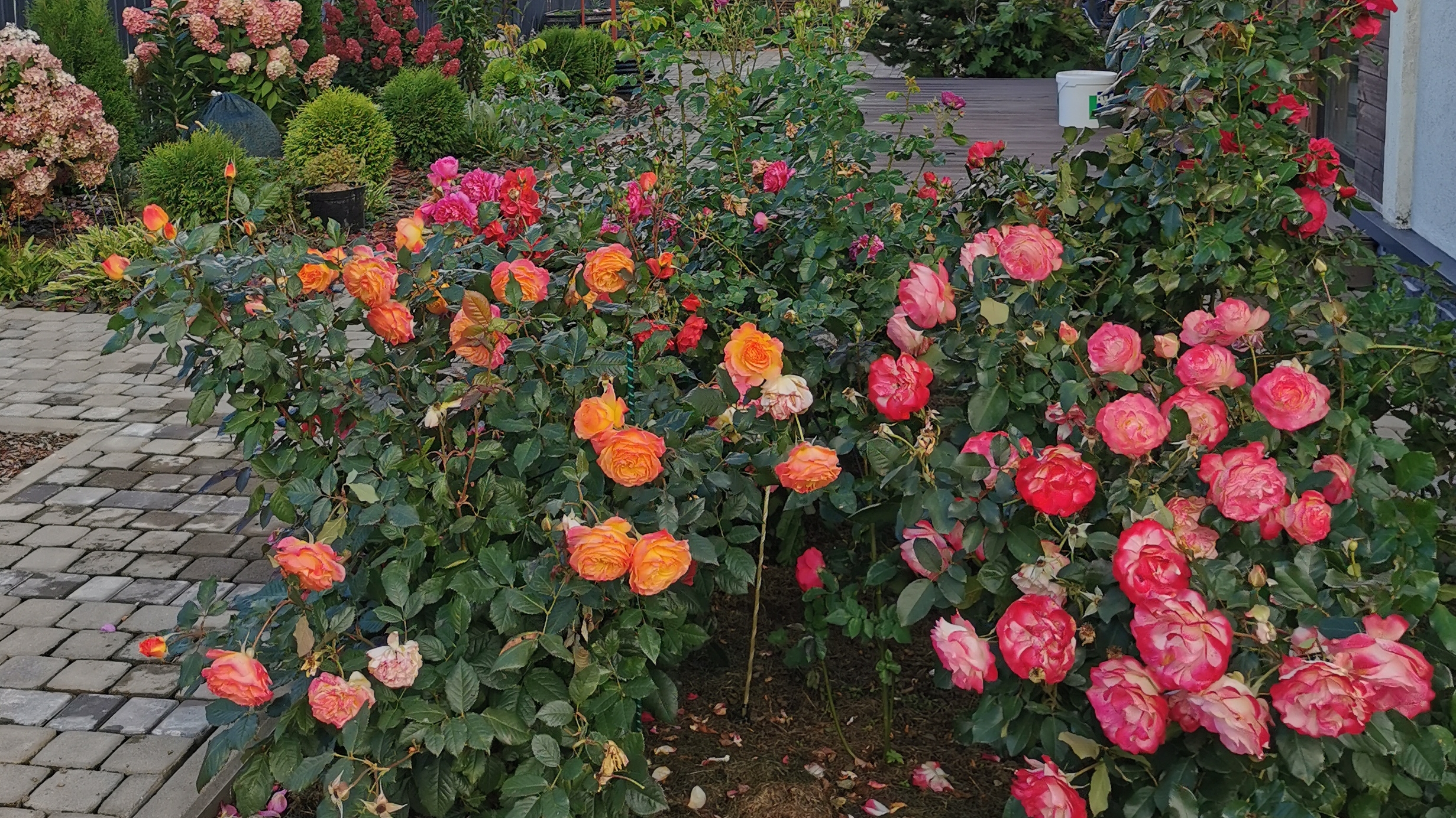А розы то успели на второе цветение. Посмотрим? 12-13.09.2025 Восток Ленобласти