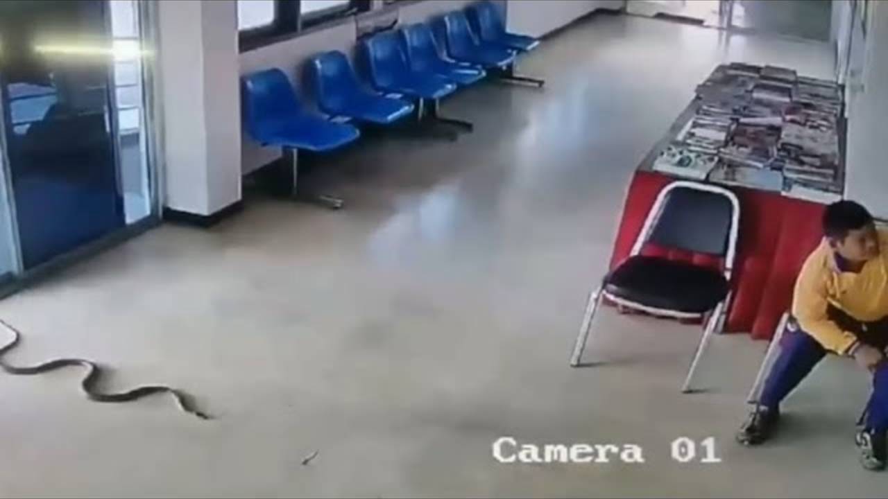 Самые неожиданные НАПАДЕНИЯ змеи попавшие на КАМЕРУ