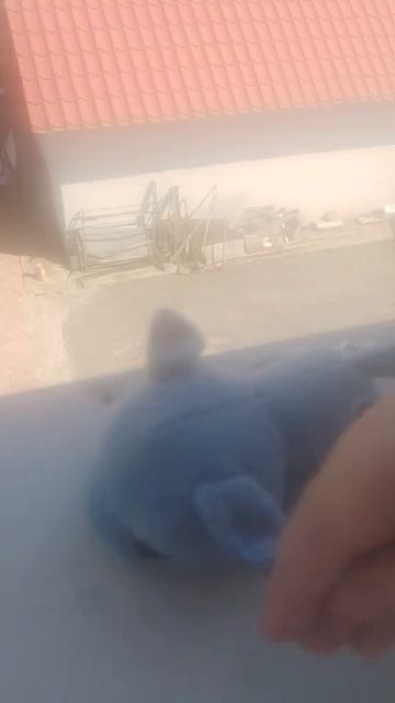 СиНяя звезда не надо