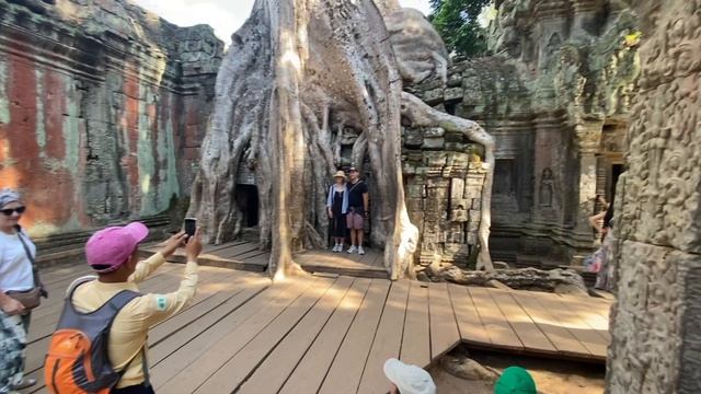 Камбоджа. Храм "Анжелины Джоли."  Анкор Ват Археологический парк. Ta Prohm Temple