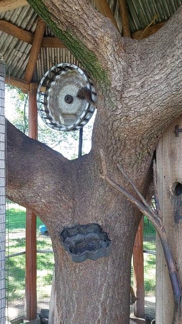 белка в колесе