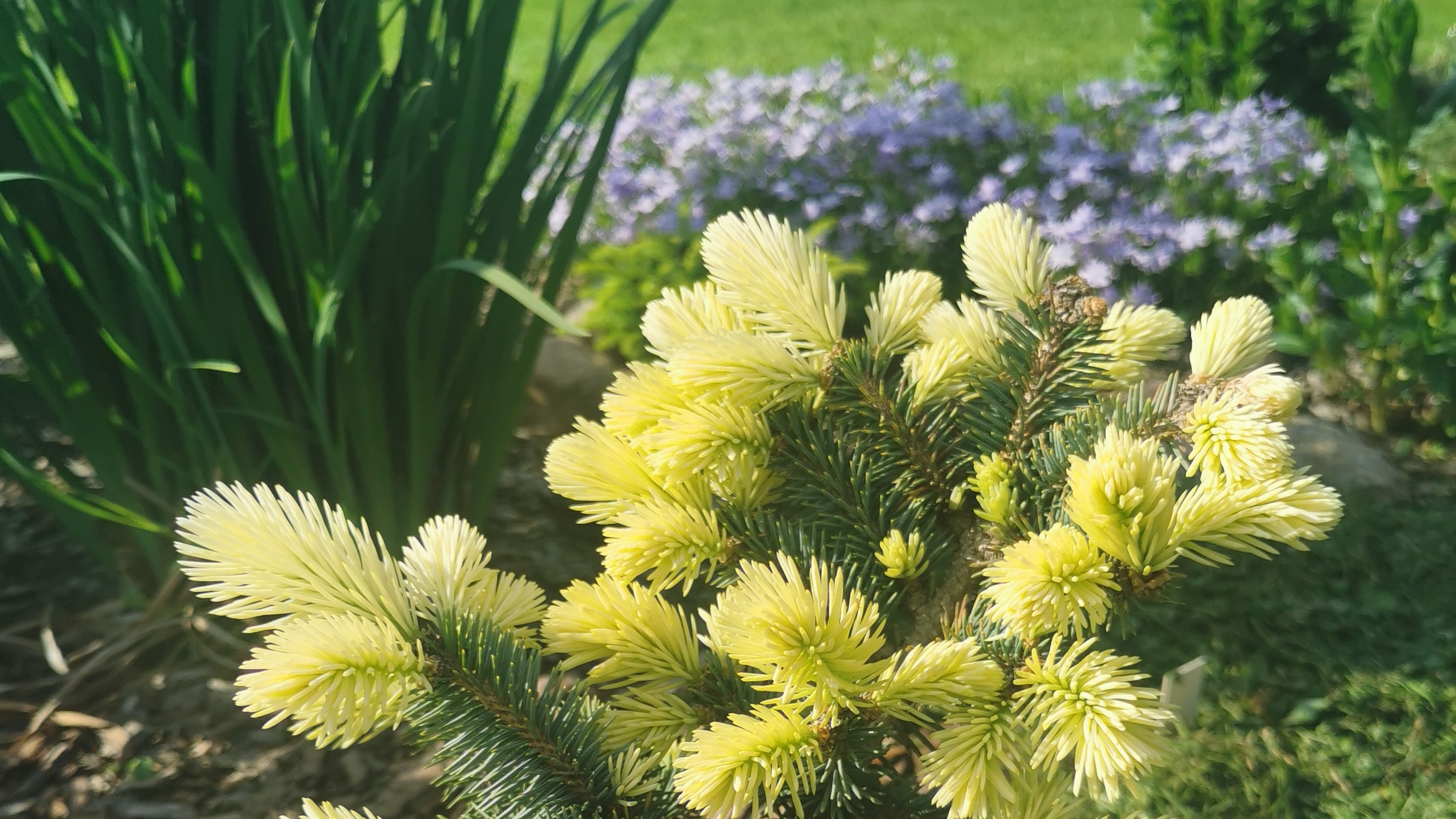 Ели с молодыми приростами после ливня. 30.05.2025. Ленобласть