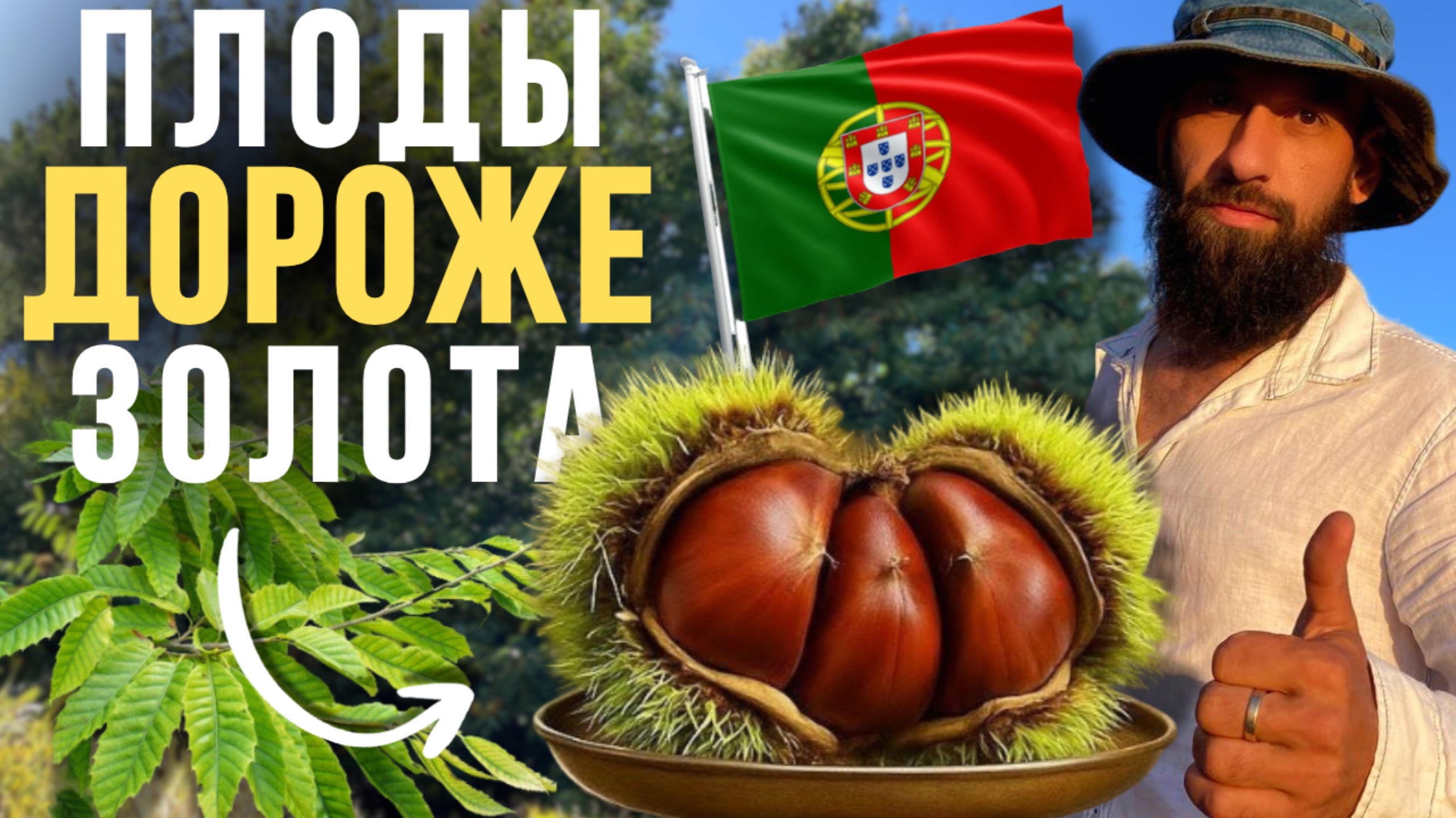 🌳 Съедобный Каштан — Безценный Дар Осени! 🌰 🇵🇹