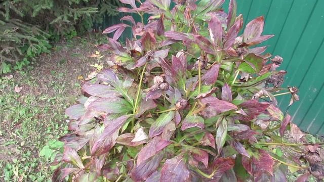 Осенняя обрезка пионов сроки и почему она нужна