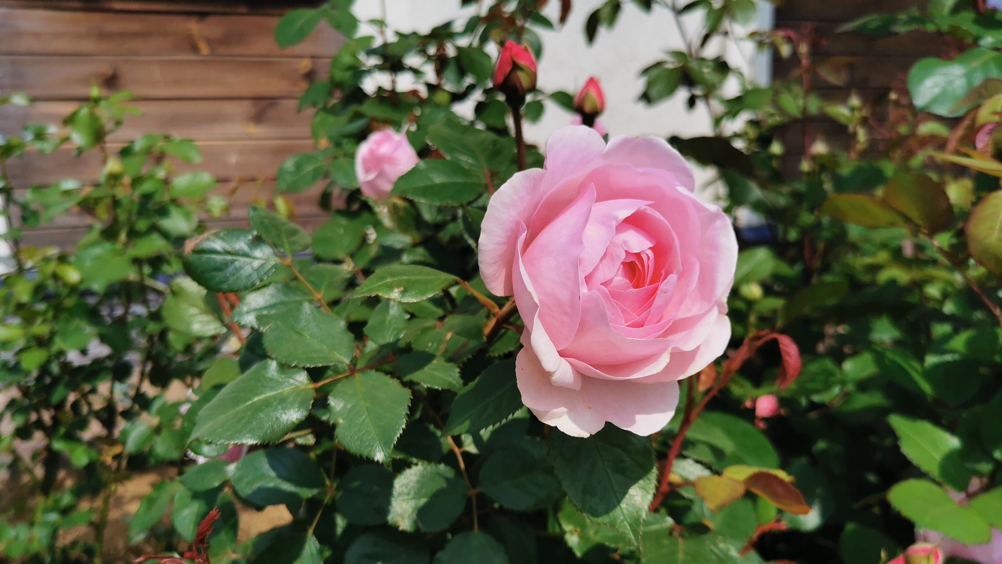 Розы и пионы на День России. 12.06.2025. Восток Ленобласти.