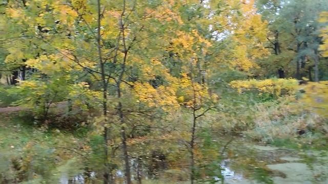 Осенние краски